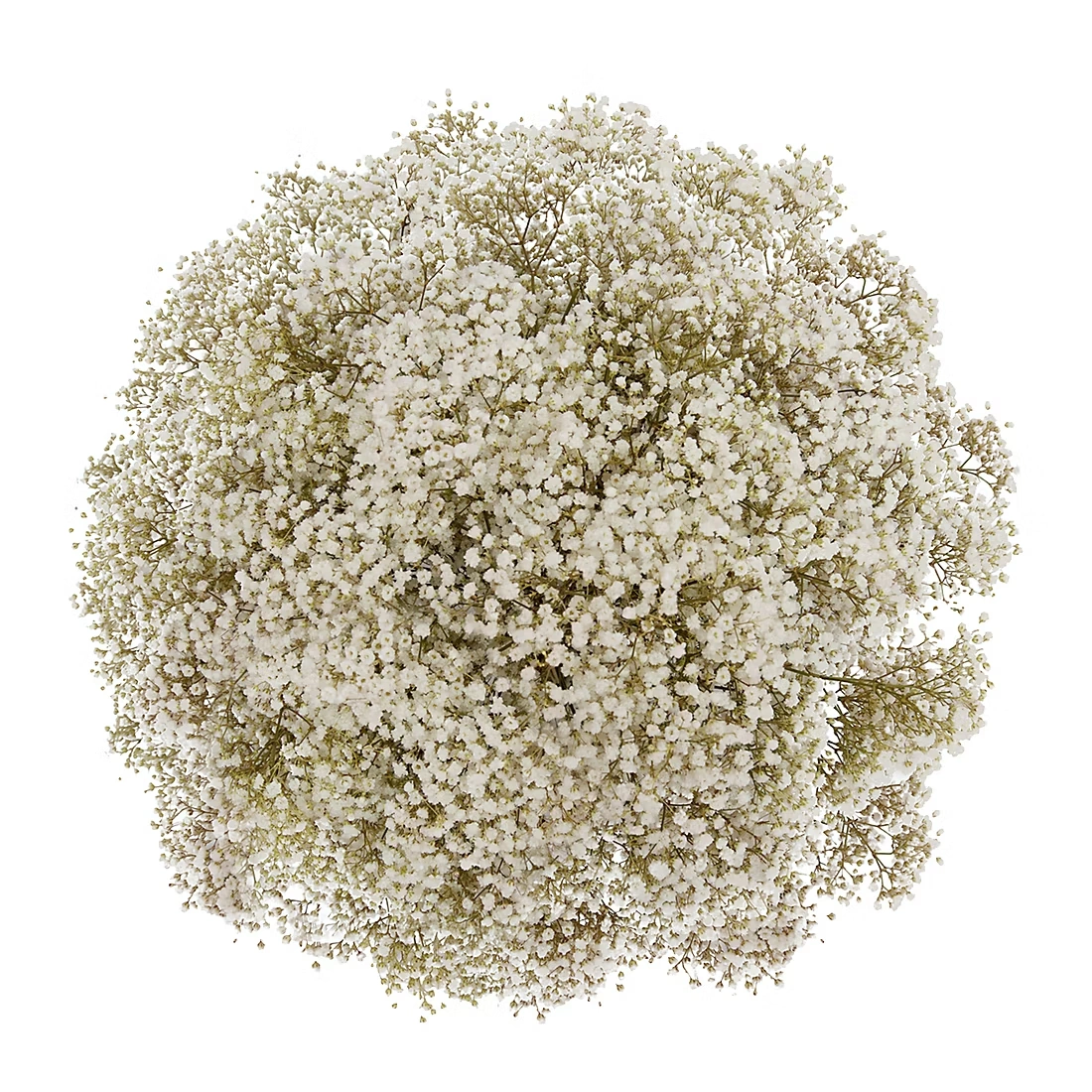 Gypsophilia/Baby's Breath, 10 Bunches - White - BJ's Wholesale Club