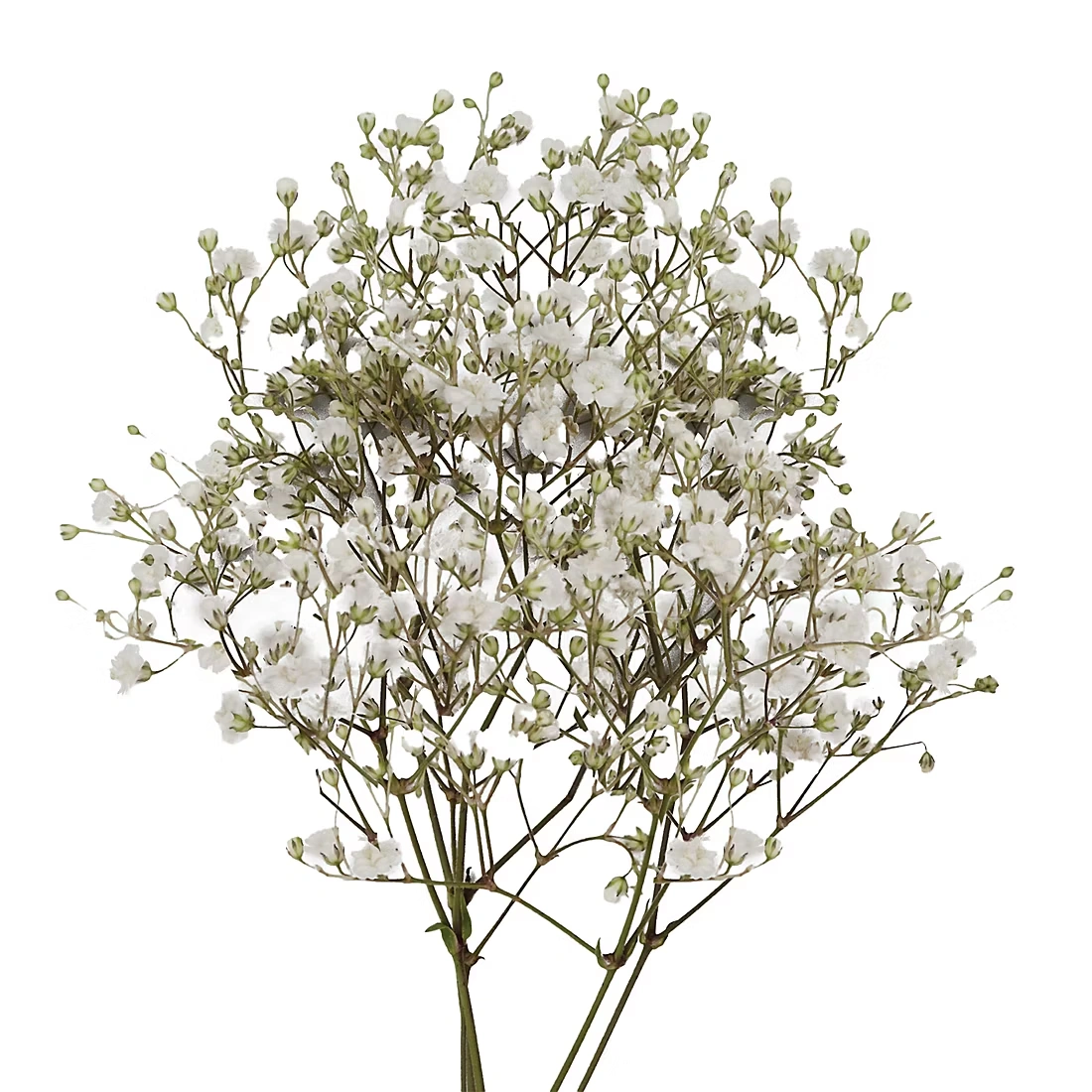Gypsophilia/Baby's Breath, 10 Bunches - White - BJ's Wholesale Club