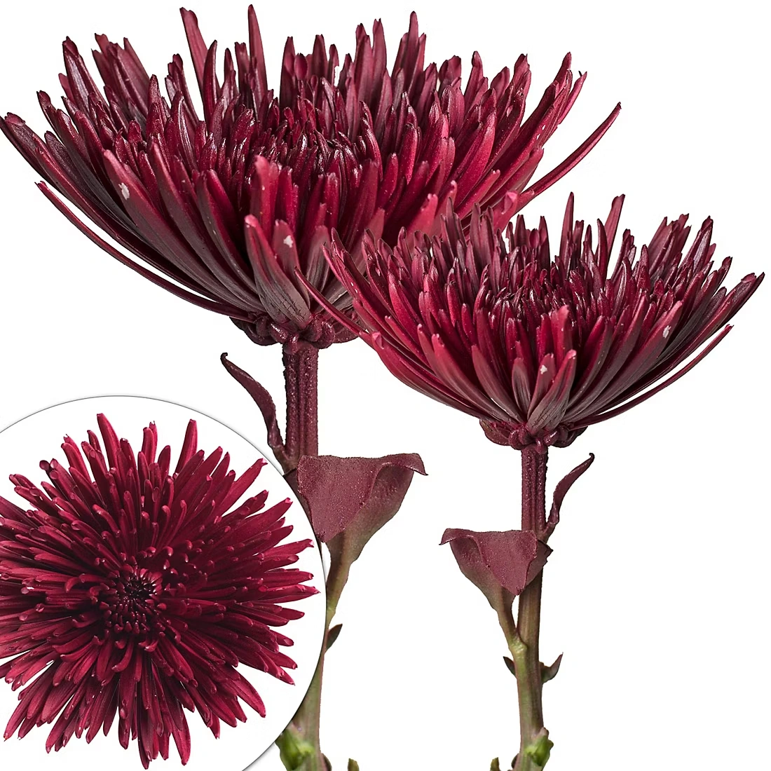 Painted Spider Mums, 100 Stems - Burgundy - BJ's Wholesale Club